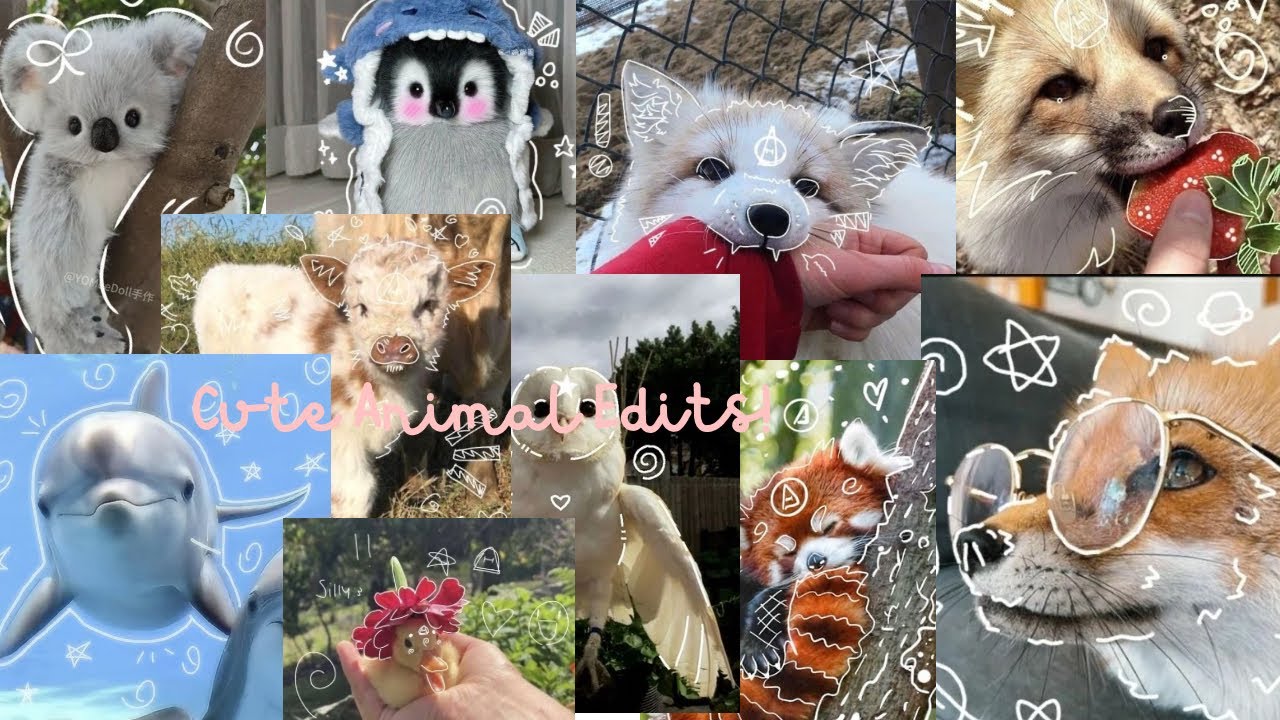 Edits with Cute Animal pics - YouTube