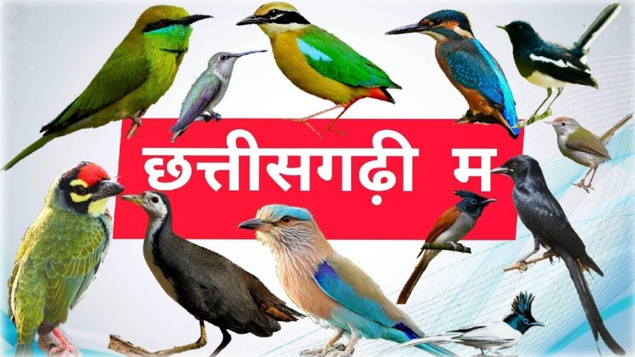 छत्तीसगढ़ी में चिरई के नाम | chirai ke naam,Birds name in English,Hindi ...