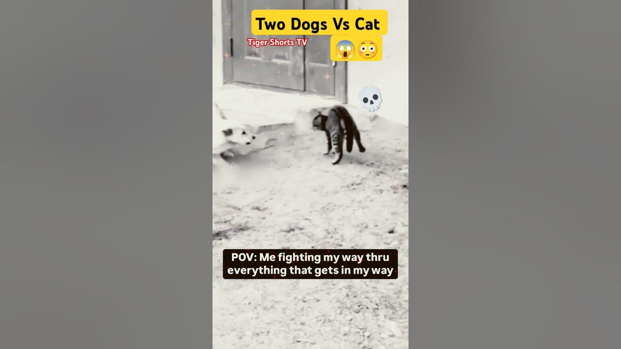 Two dogs Vs 1 Cat 🐈💀💬 - YouTube