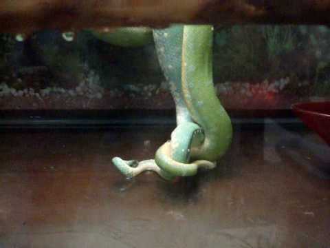 Breeding Green Tree Python / Chondros, Mating & Gravid footage ...