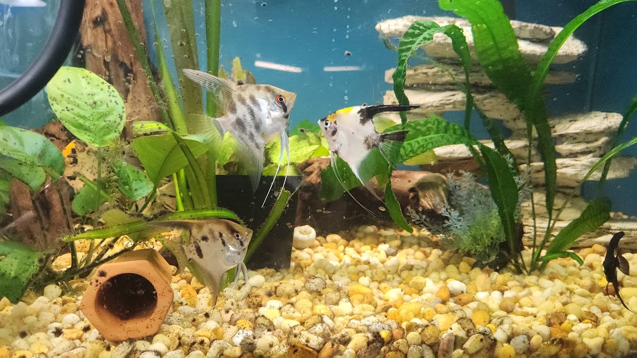 Fish room tour and updates - YouTube