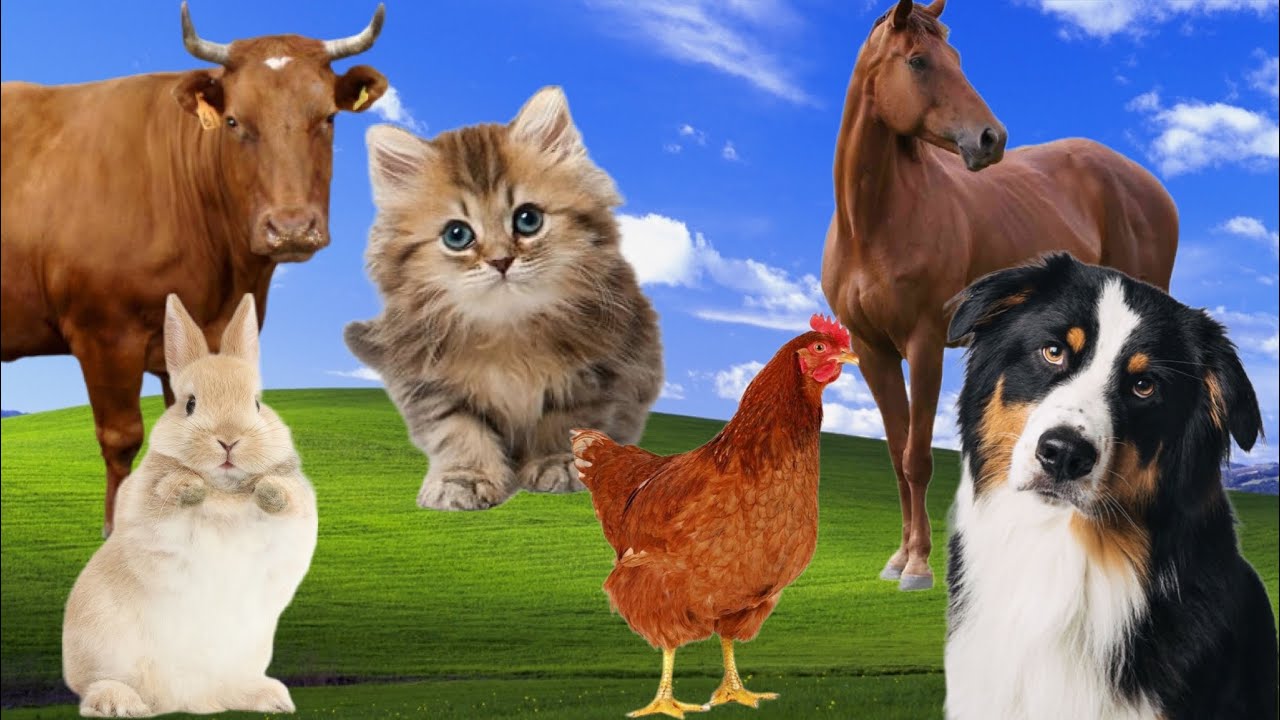 Funny farm animals sounds: - Cat, Dog, Cow, Rabbit, Chicken, Horse ...