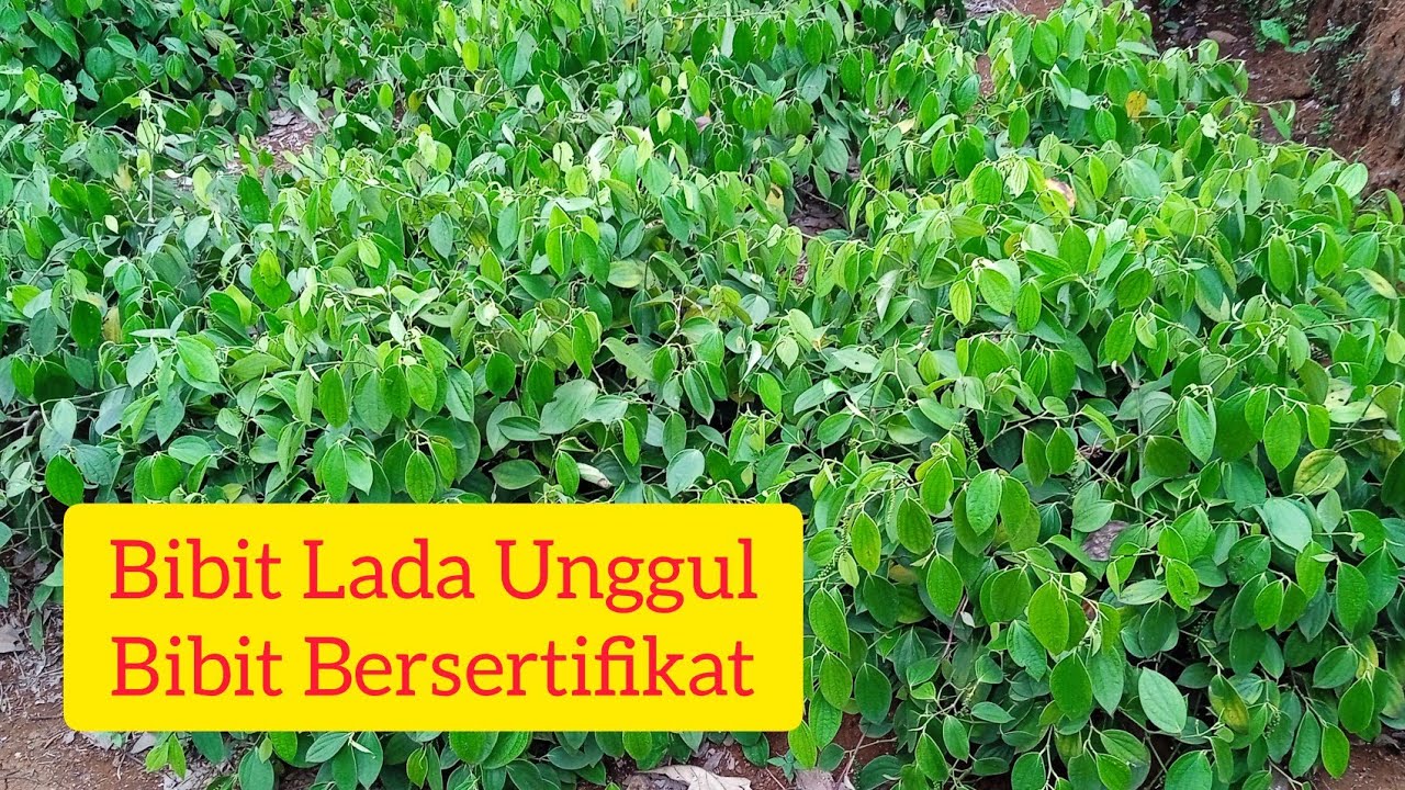 Bibit Lada Putih & Lada Hitam Kualitas Unggul Varietas Natar 1 - YouTube