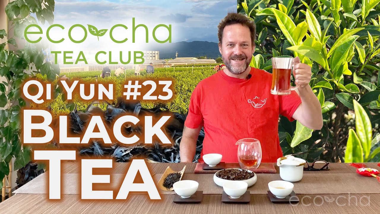 Eco-Cha Tea Club: 98 - Qi Yun #23 Black Tea | Eco-Cha Teas - YouTube
