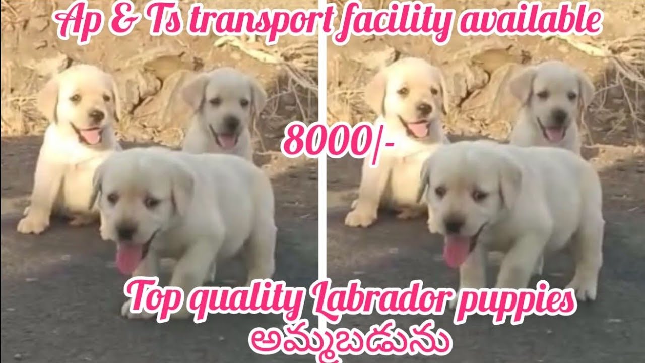 Top quality Labrador puppies for sale|7981213405|hyderabad|dog market ...