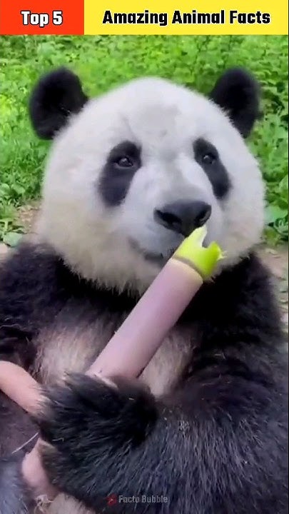 Crazy Facts About Animals 🐋🐼 | Amazing Facts About Animals | Random ...