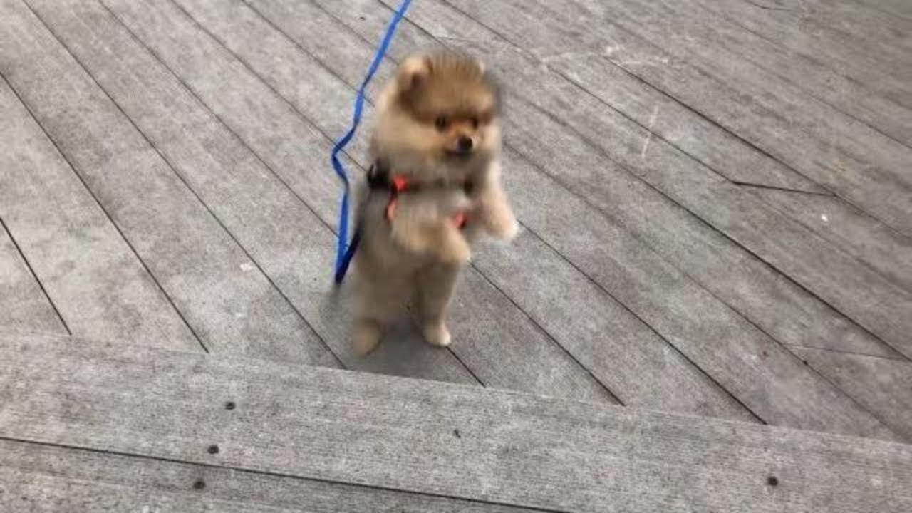 The cute, Adorable pomeranian puppy barking cute sounds - YouTube