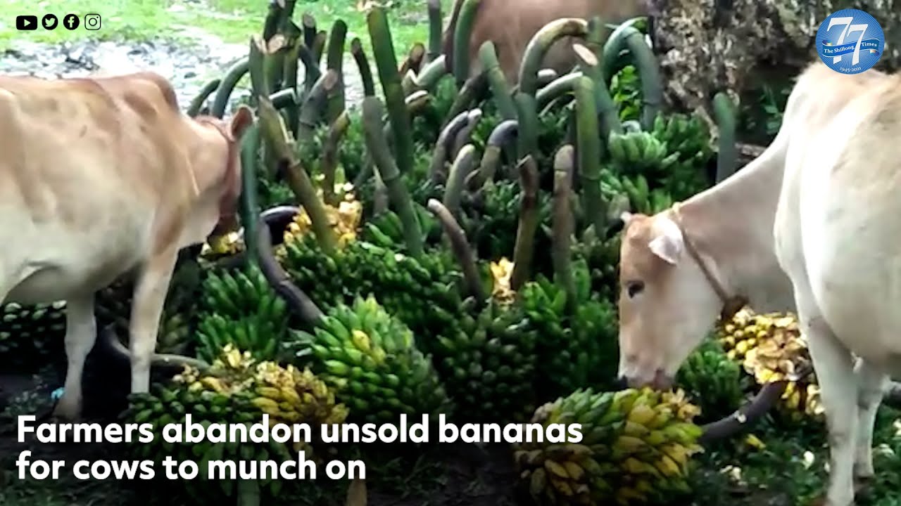 Farmers abandon unsold bananas for cows to munch on - YouTube