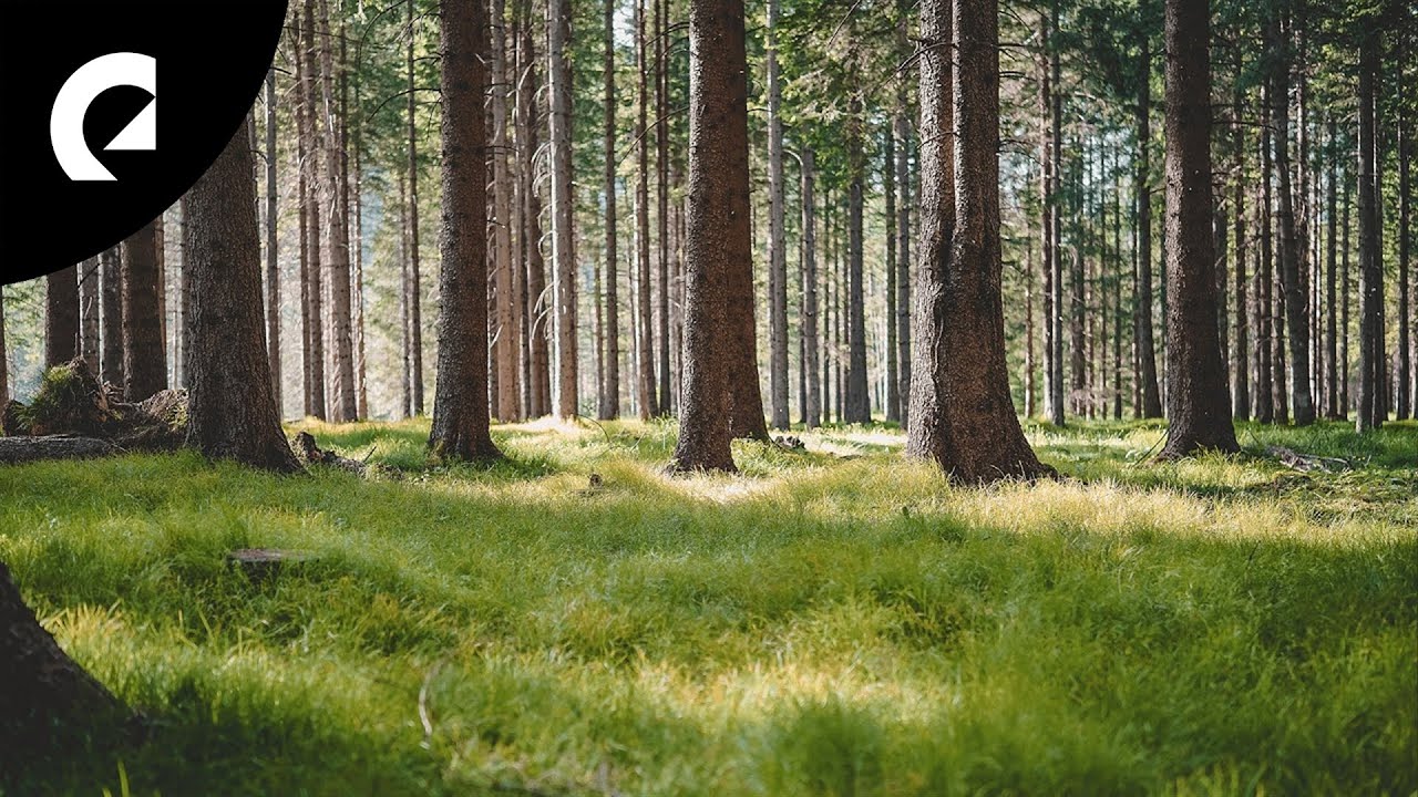 1 Hour of Calm Forest Ambience 🌲🕊️ for Focus and Relaxation - YouTube