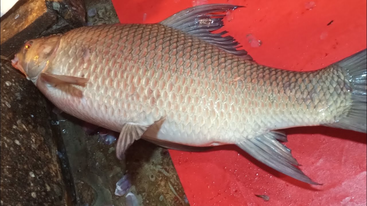 Kalboush fish cutting video||In The Market Of Mirpur,Dhaka|||Fish ...