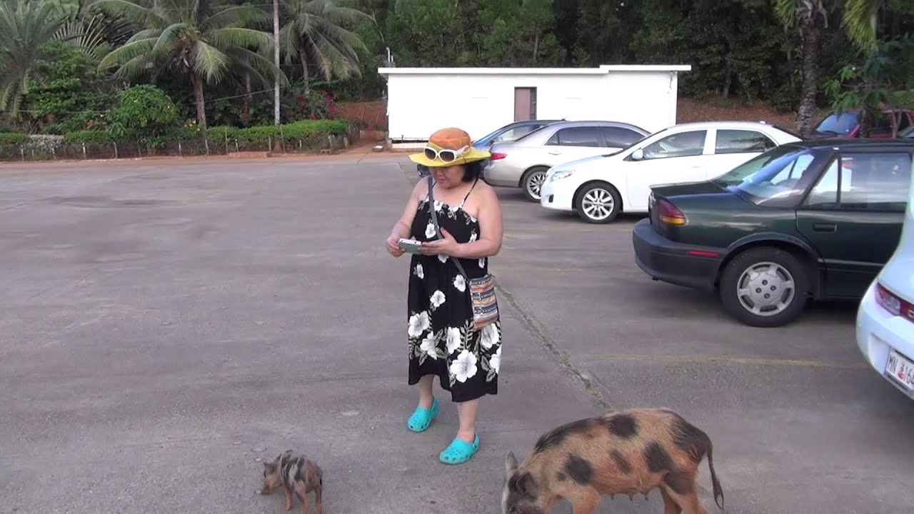 이순자 괌,꿀꿀이밥주기feeding some pigs in guam - YouTube