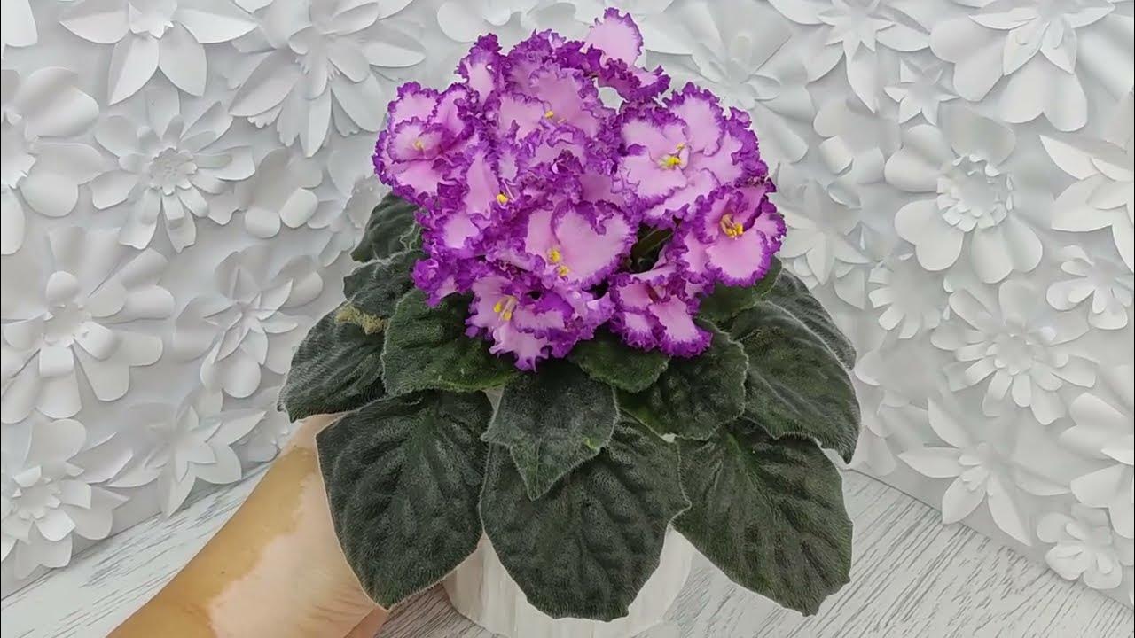 Фиалка Lyon's Pirate's Treasure - YouTube