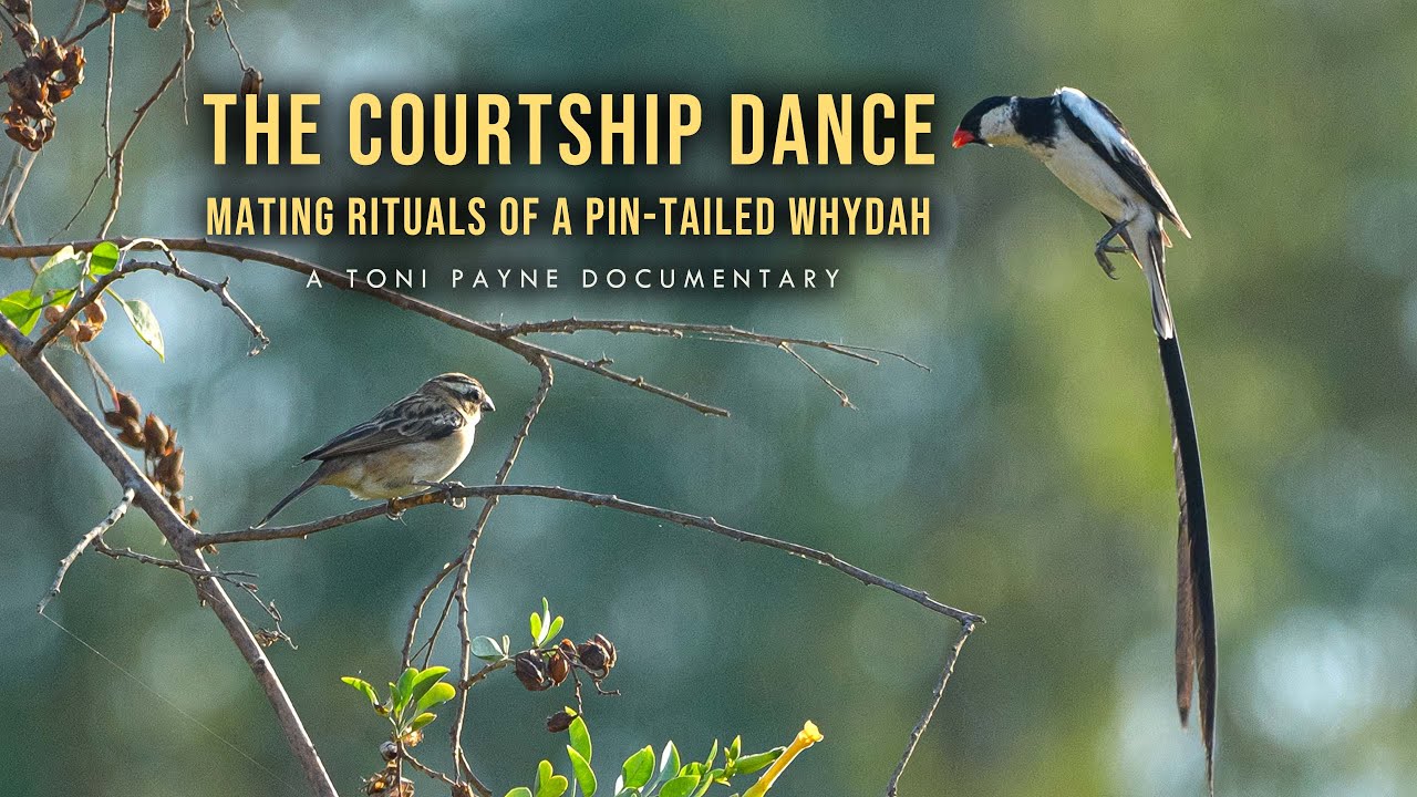 Bird Mating Rituals. The Pin-Tailed Whydah’s Unique Courtship Behavior ...