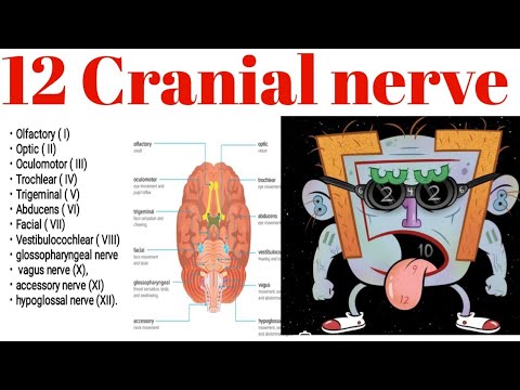 12 Cranial nerve ll Nervous system ll anatomy & physiology ll medical ...