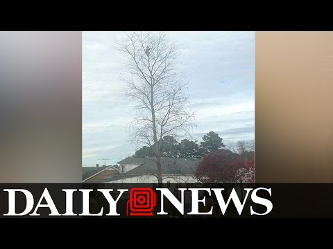 Little Boy Stuck in a 50 Foot Tall Tree After a Climbing Adventure