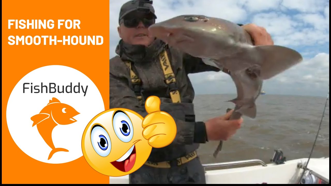 Fishing for Smooth Hound | Smooth-hound River Mersey - YouTube