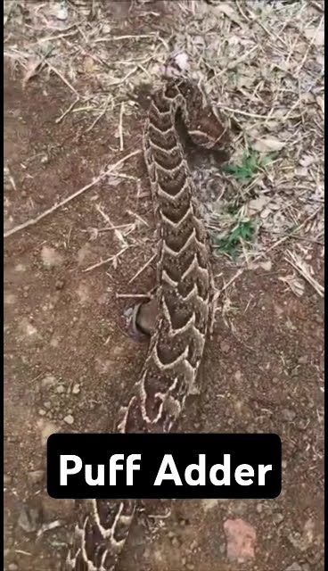 puff adder #snake #africansnake #puffadder #snakes - YouTube