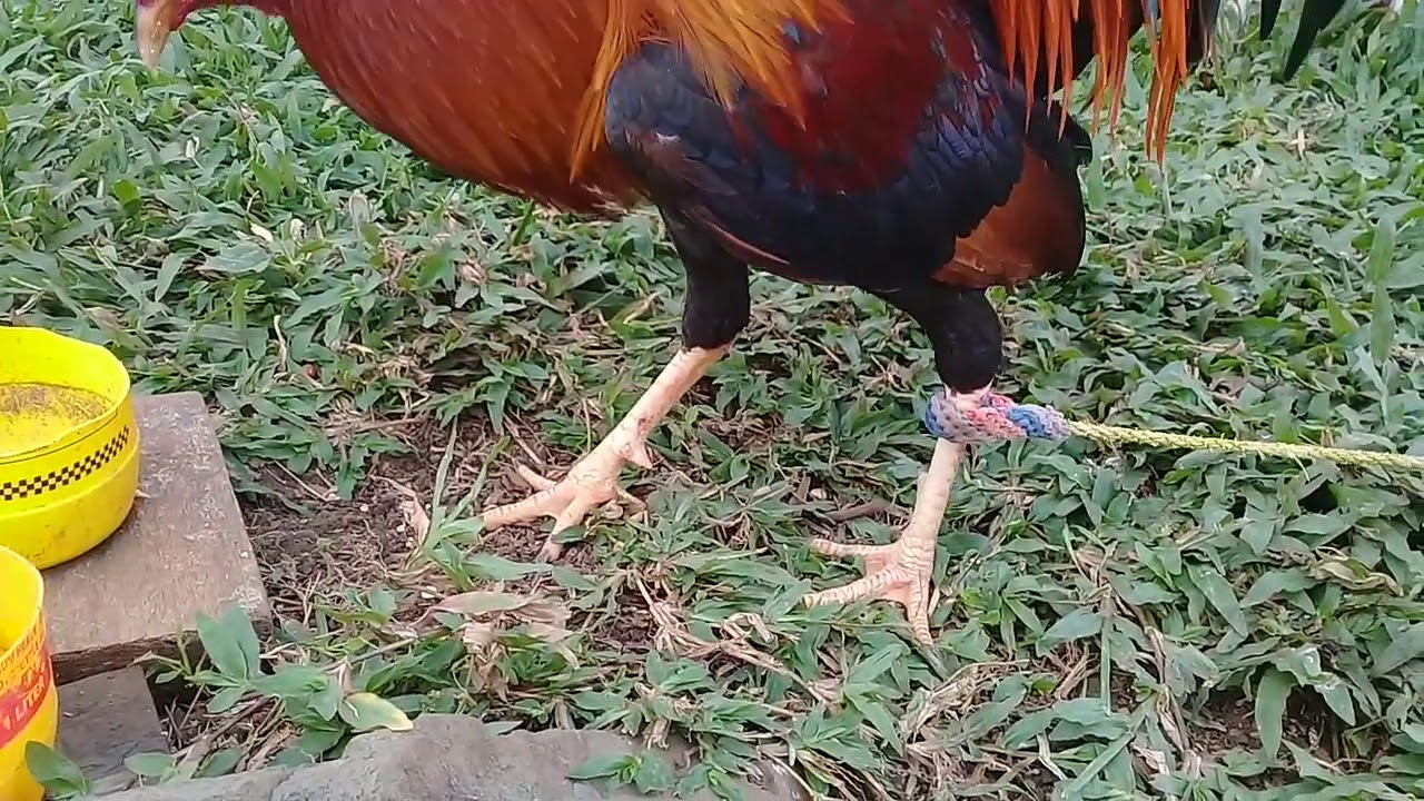 Lemon cross to hatch - YouTube