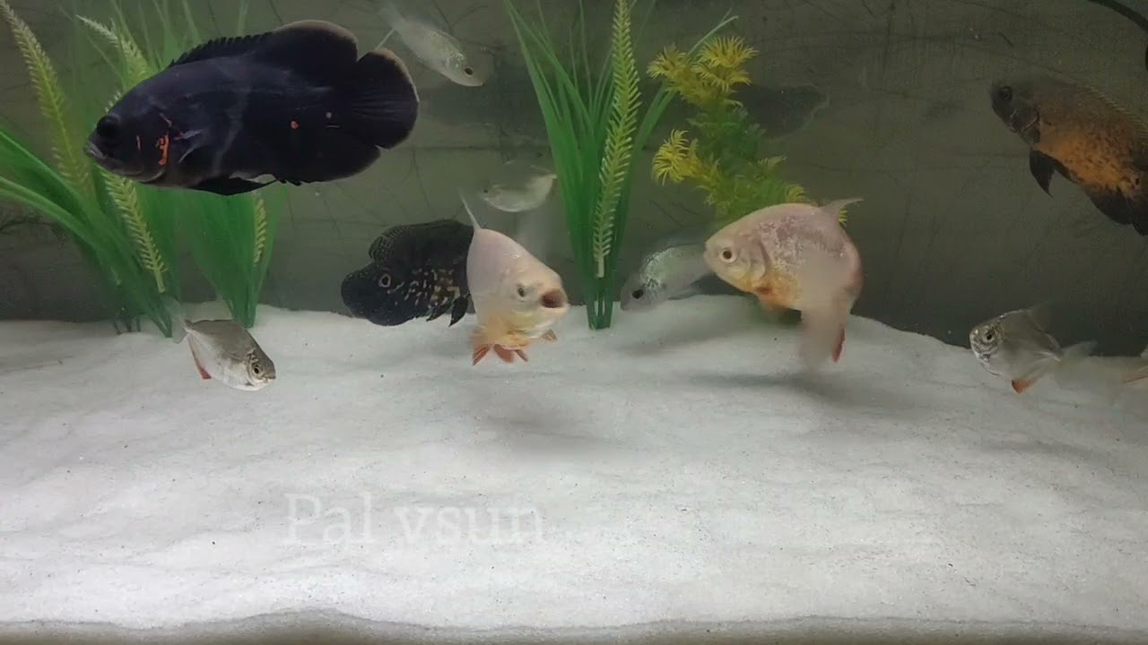 Albino pacu fish | Albino pacu fish fighting - YouTube