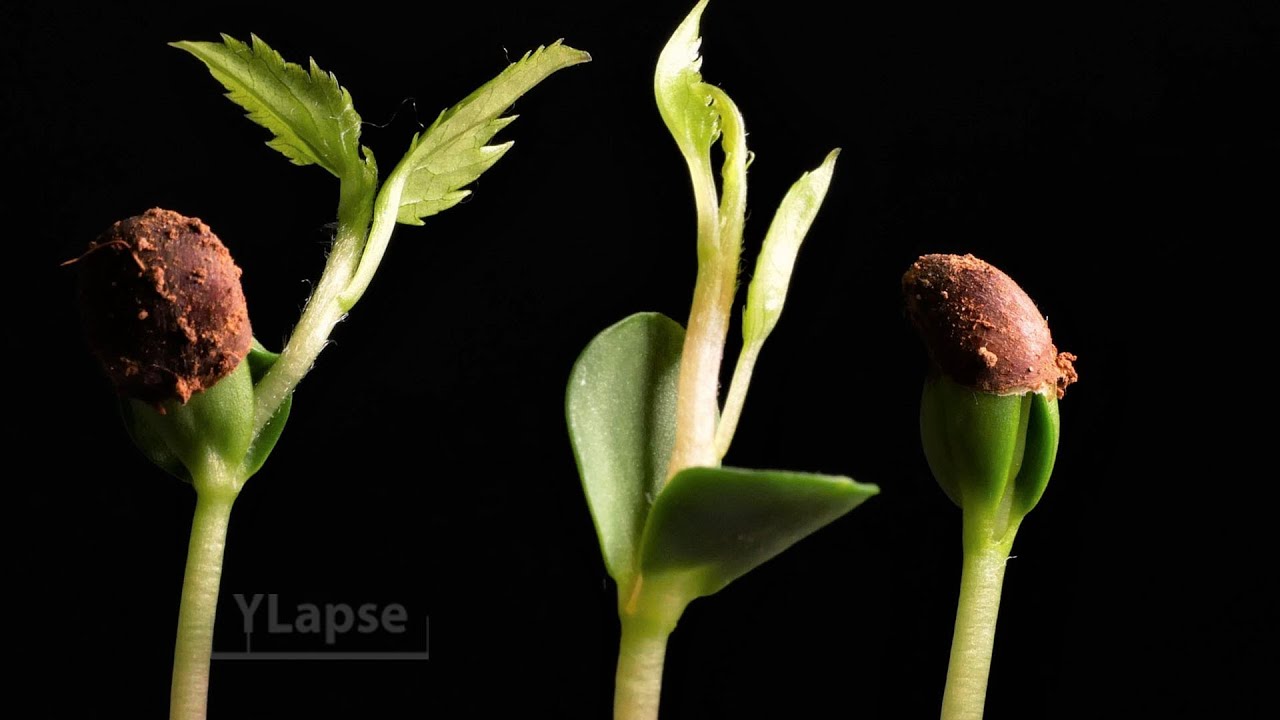 Apple Seeds Germination Time Lapse - 26 days - YouTube