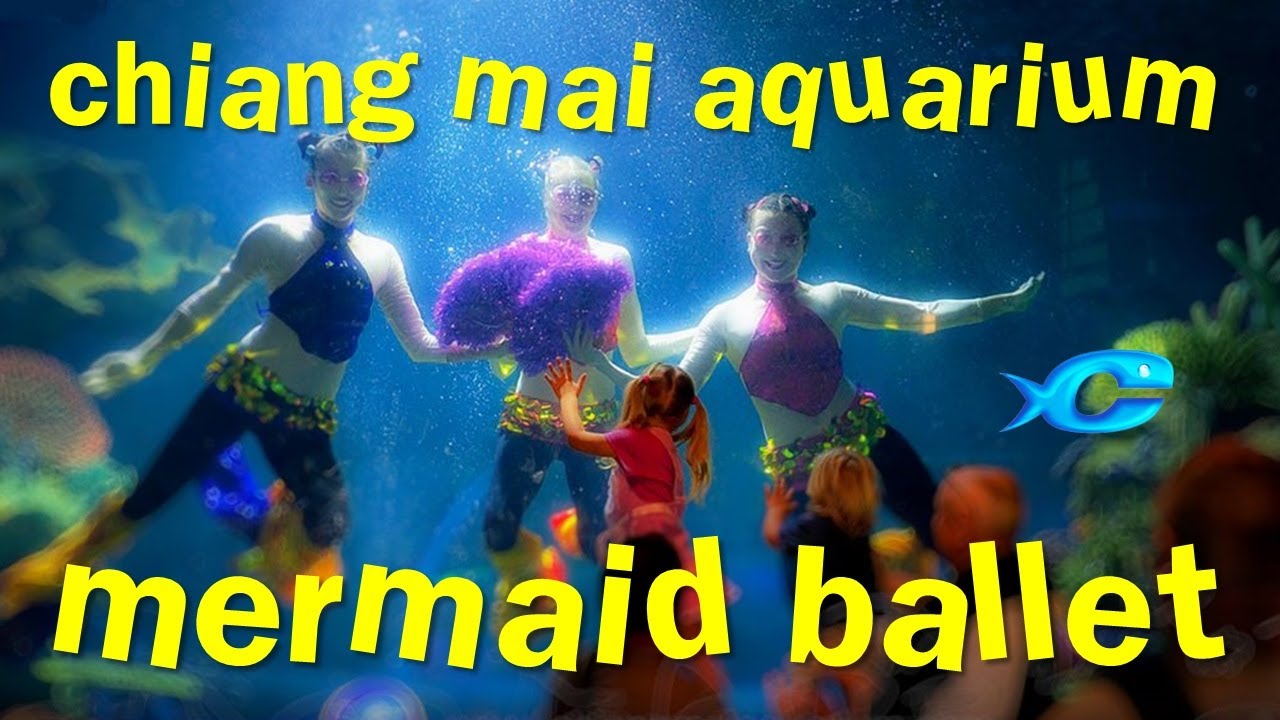 Mermaid Underwater Ballet | Chiang Mai Aquarium - YouTube