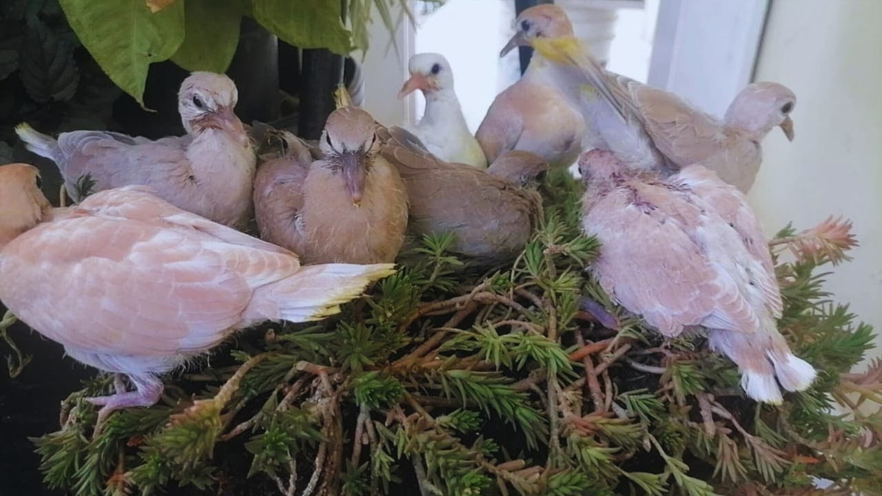 LOS PICHONES QUE SE SUMAN A MI AVIARIO ( 8 nuevos pichones) - YouTube