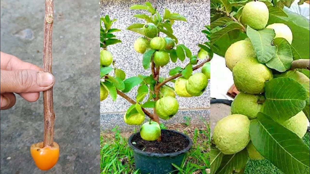 Grow Guava Tree Cutting Using Tomato Rooting hormone - YouTube