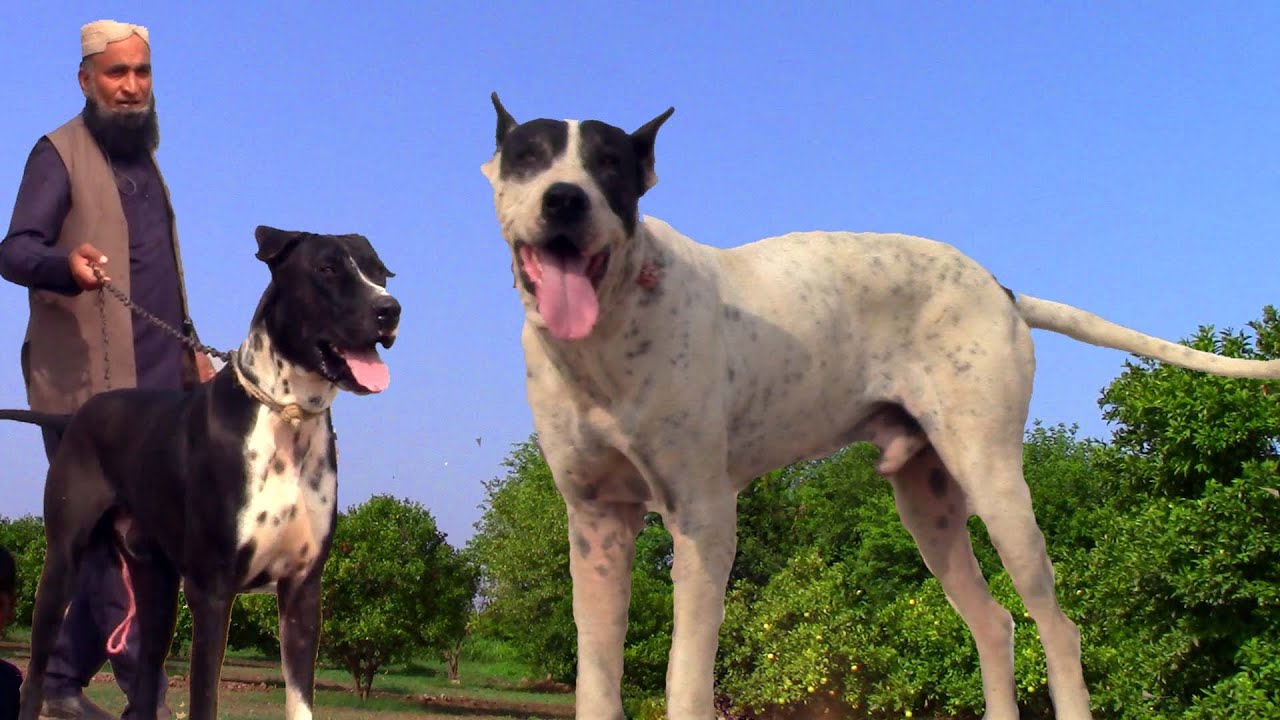 Cholastani Bully Kutta | Dog of Boder India VS Pakistan 2024 - YouTube