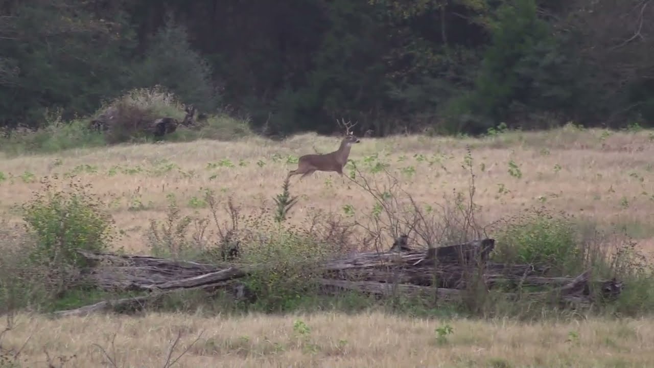 2020 Deer Season - Huge East Texas Buck - YouTube