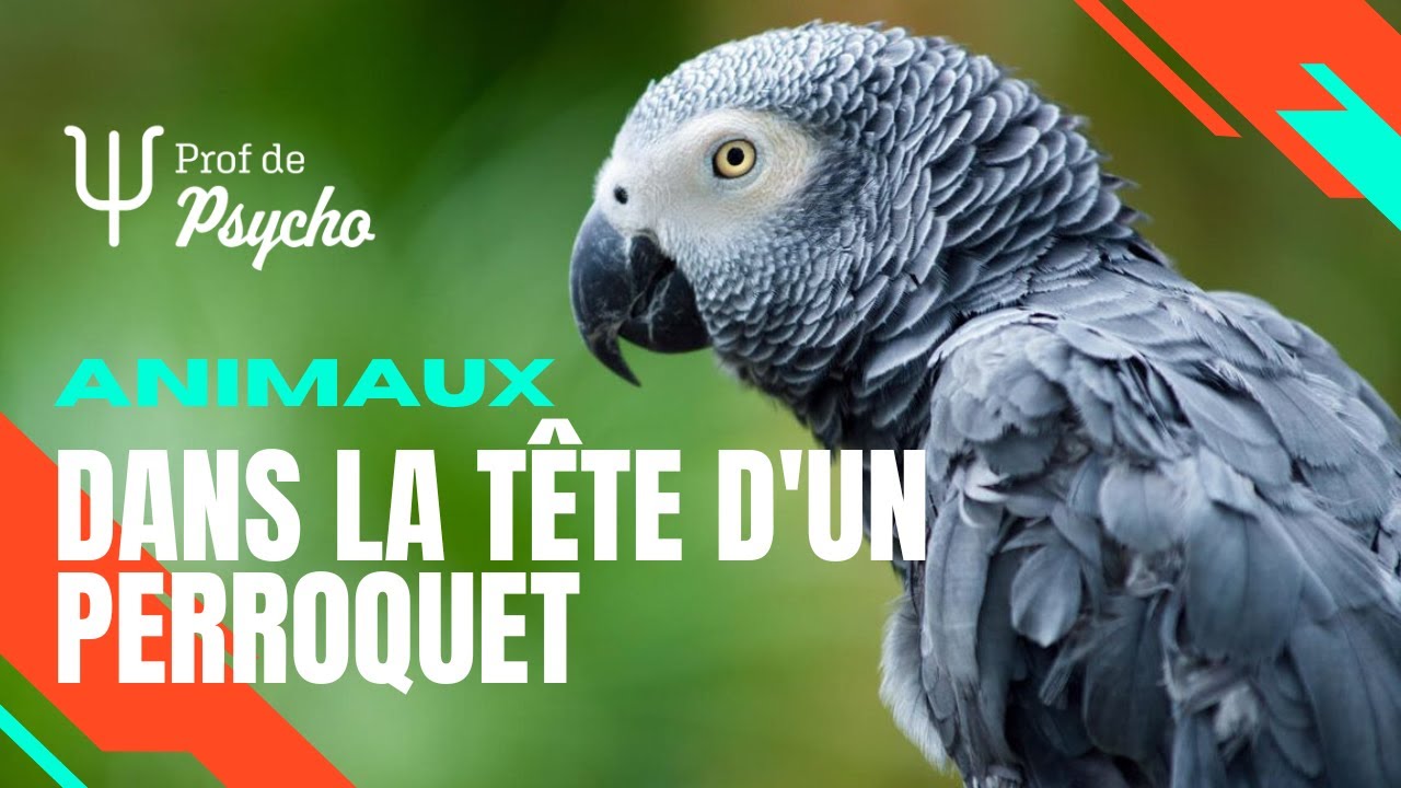 ANIMAUX | Pourquoi les perroquets sont si intelligents? - YouTube