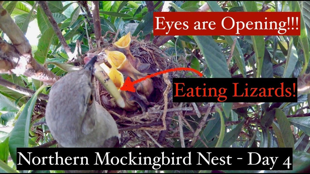 Backyard Bird Nest Day 4 - Northern Mockingbird 4K - Eyes Open - Eating ...