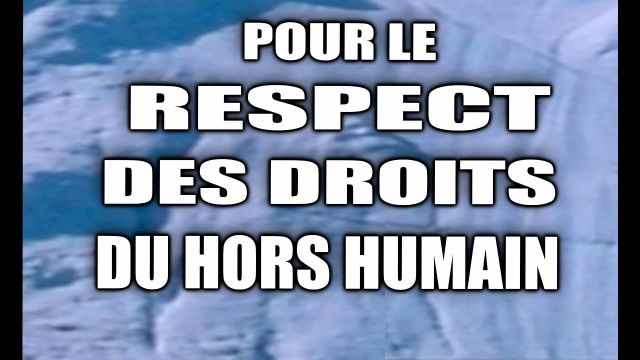 POUR LE RESPECT DES DROITS DU HORS HUMAIN - YouTube
