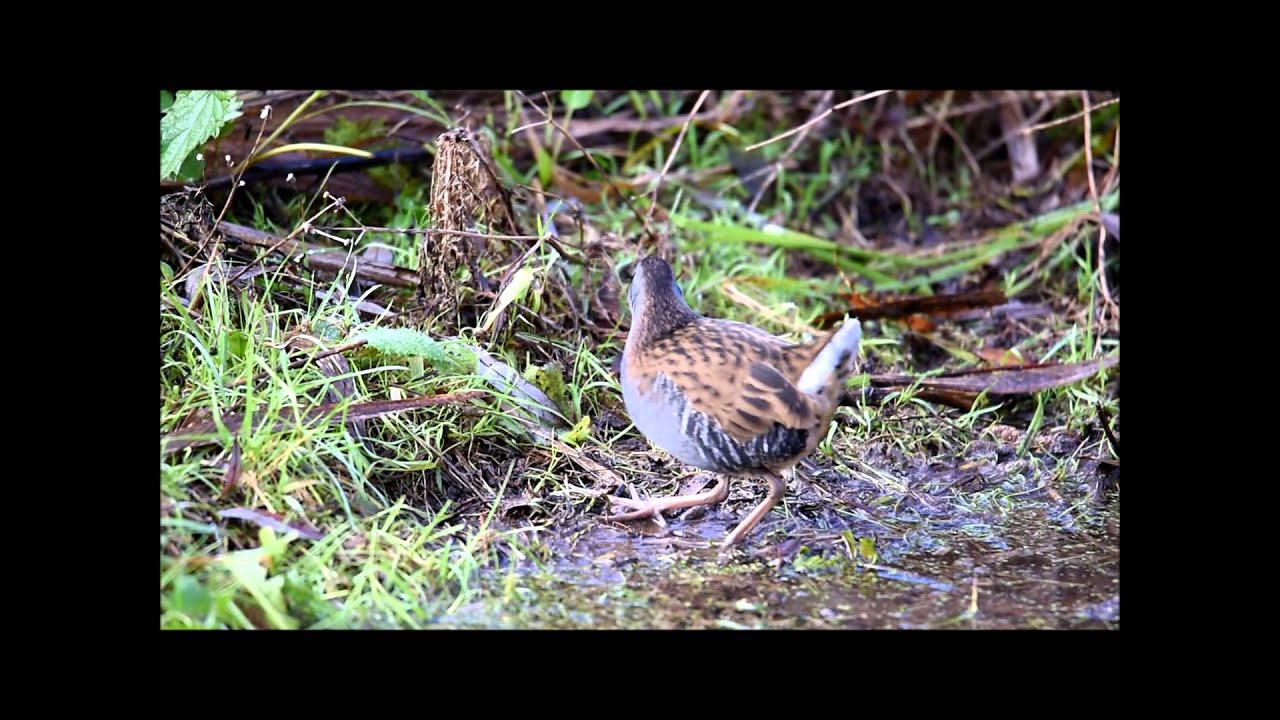 Water Rail Run - YouTube