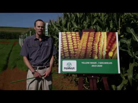 Pannar's Yellow Maize Hybrids for KZN - YouTube