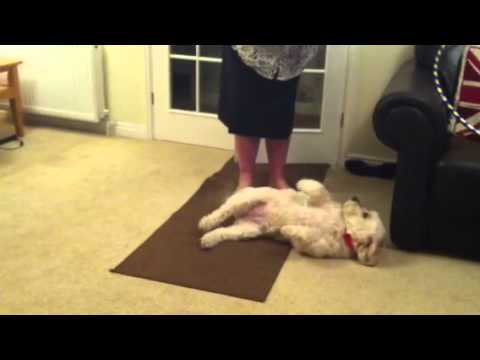 Cockapoo doing tricks - YouTube