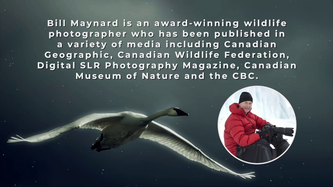 Bill Maynard Wilderness Photographer - YouTube