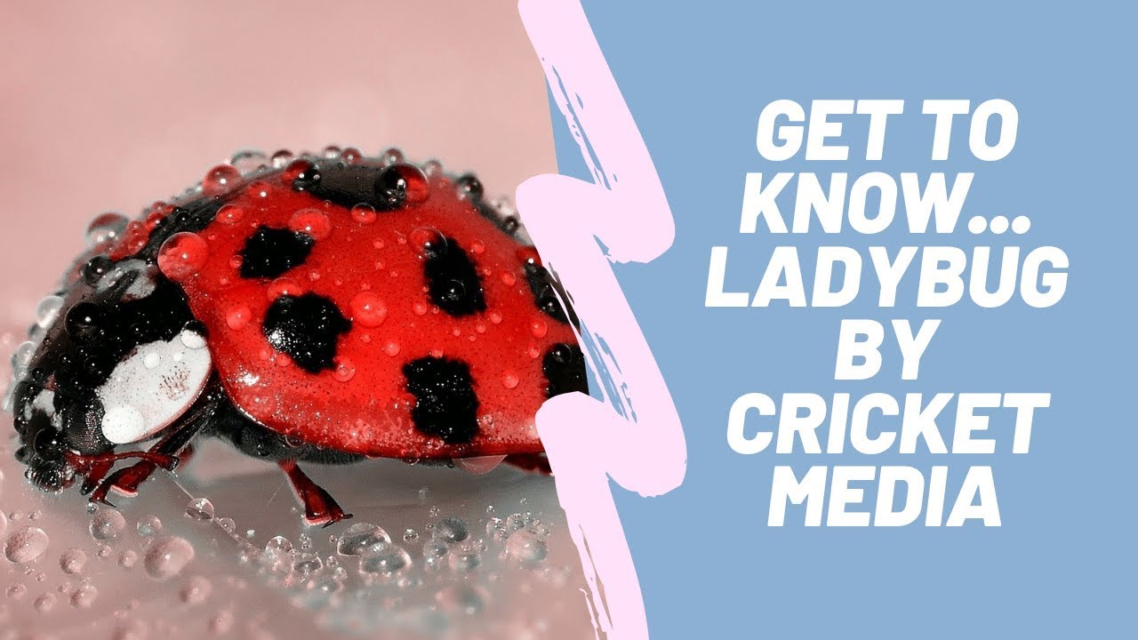 Cricket Media | Get to Know...Ladybug - YouTube