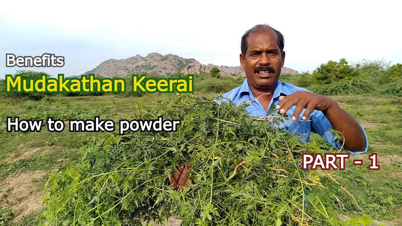 MUDAKATHAN KEERAI Benefits - How to make Powder & Oil - PART 1 - YouTube