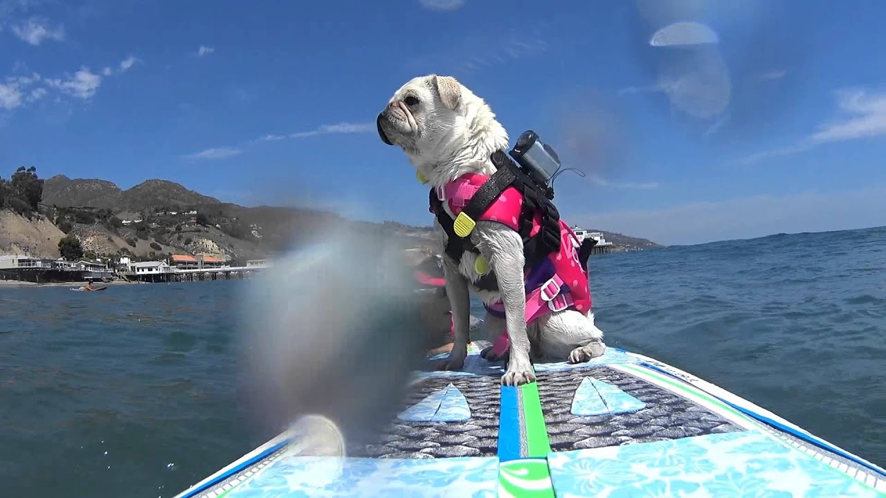 Surf Gidget The Pug Surf's Malibu - YouTube
