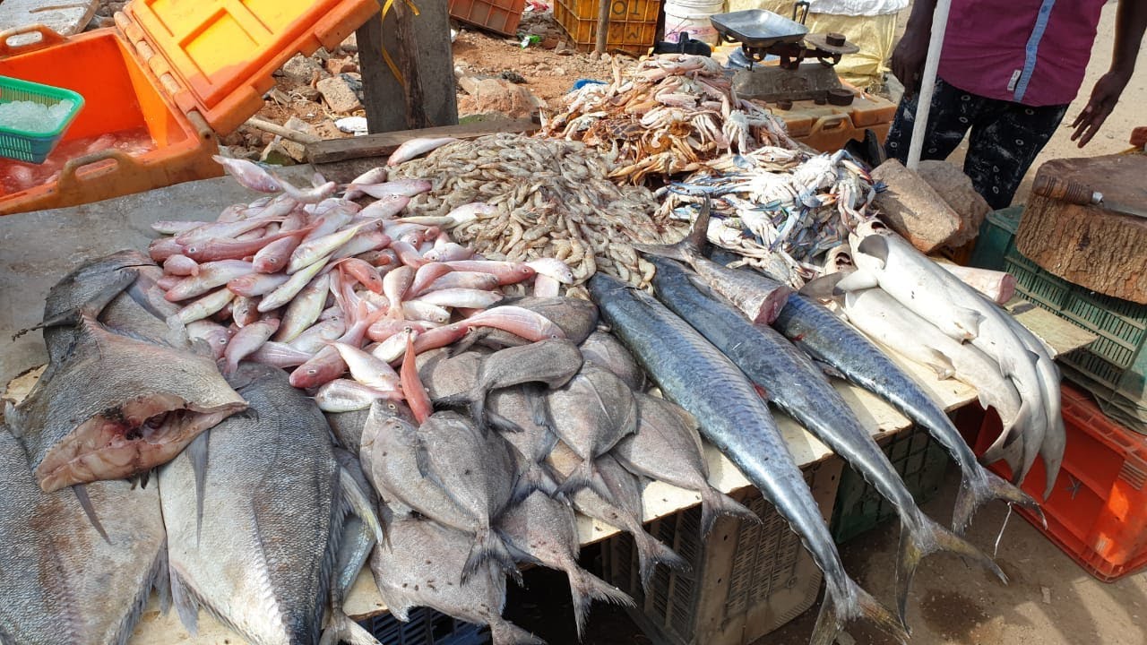 New Location of Avadi Fish Market | Large Quantity of Fishes,Crab,Squid ...