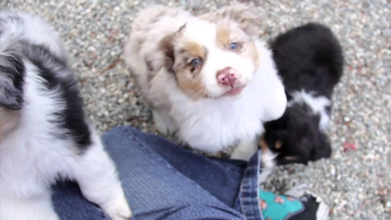How to Pick the Perfect Puppy Teaser - YouTube
