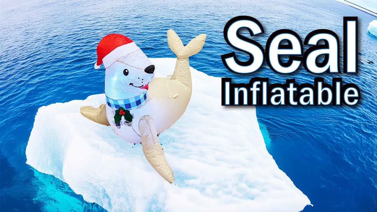 Seal Christmas Inflatable - YouTube