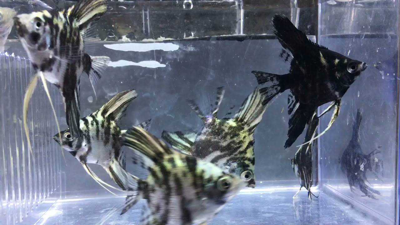 Pearlscale Blue Marble Angelfish - YouTube