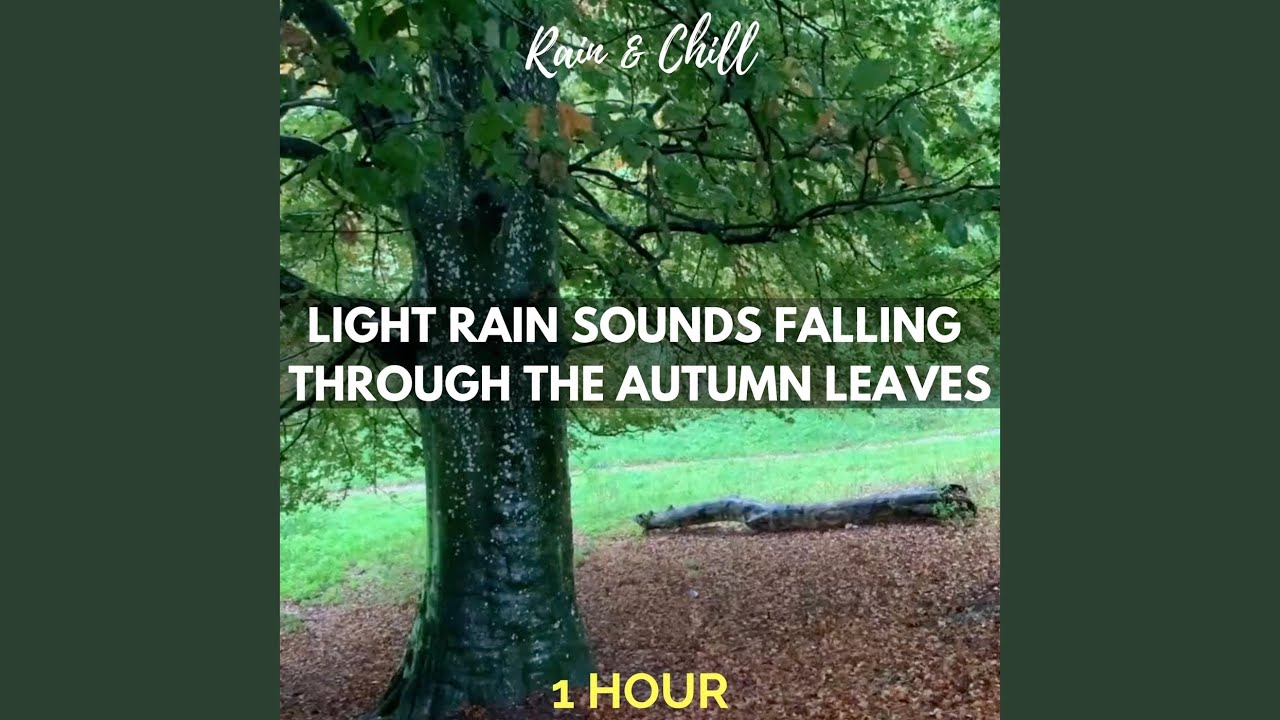 Light Rain Sounds Falling Through the Autumn Leaves: One Hour - YouTube