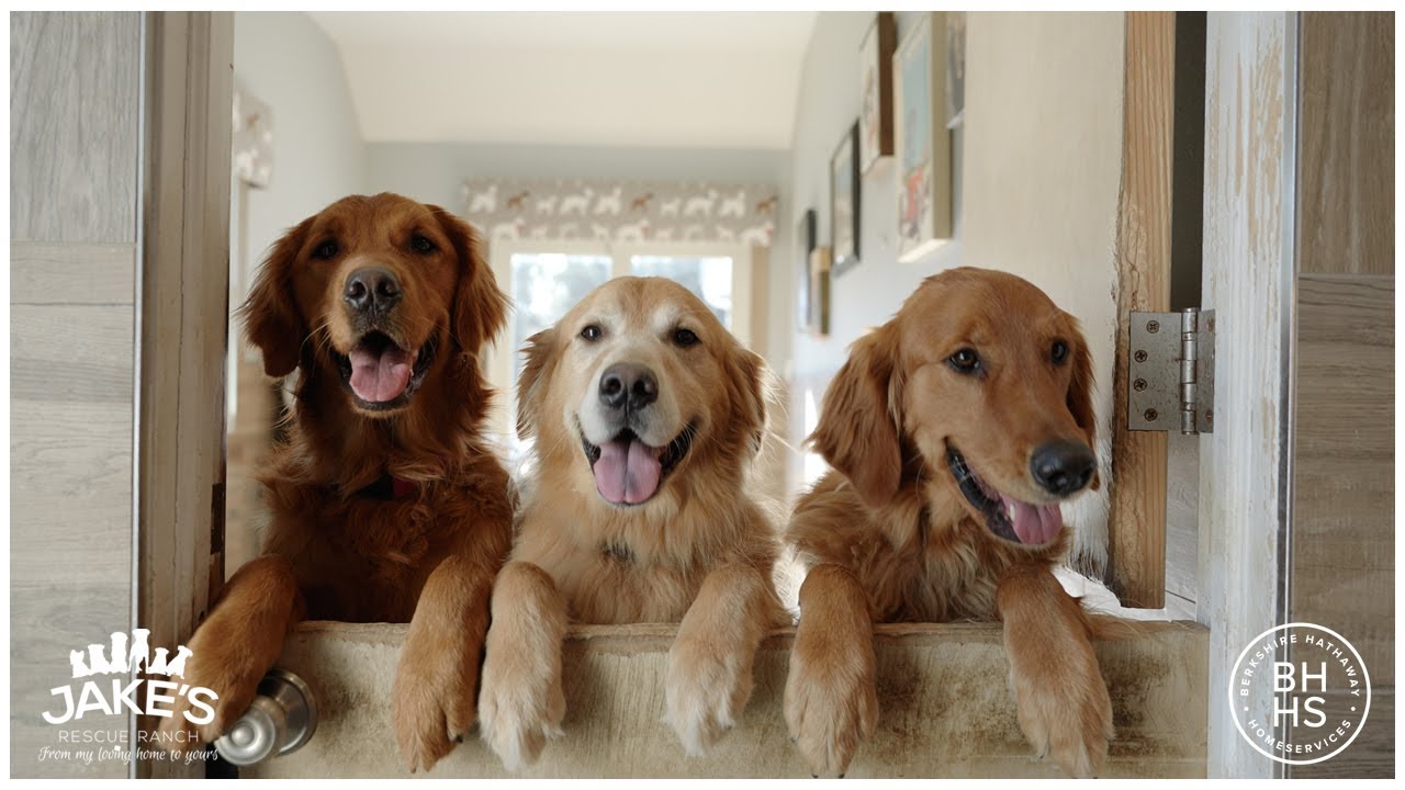 Meet Jakes Rescue Ranch! - YouTube