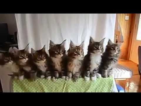 KEDİLER HALAY ÇEKERSE KOMEDİ