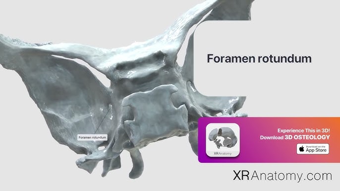 Sphenoid Bone Anatomy Borders Development Kenhub