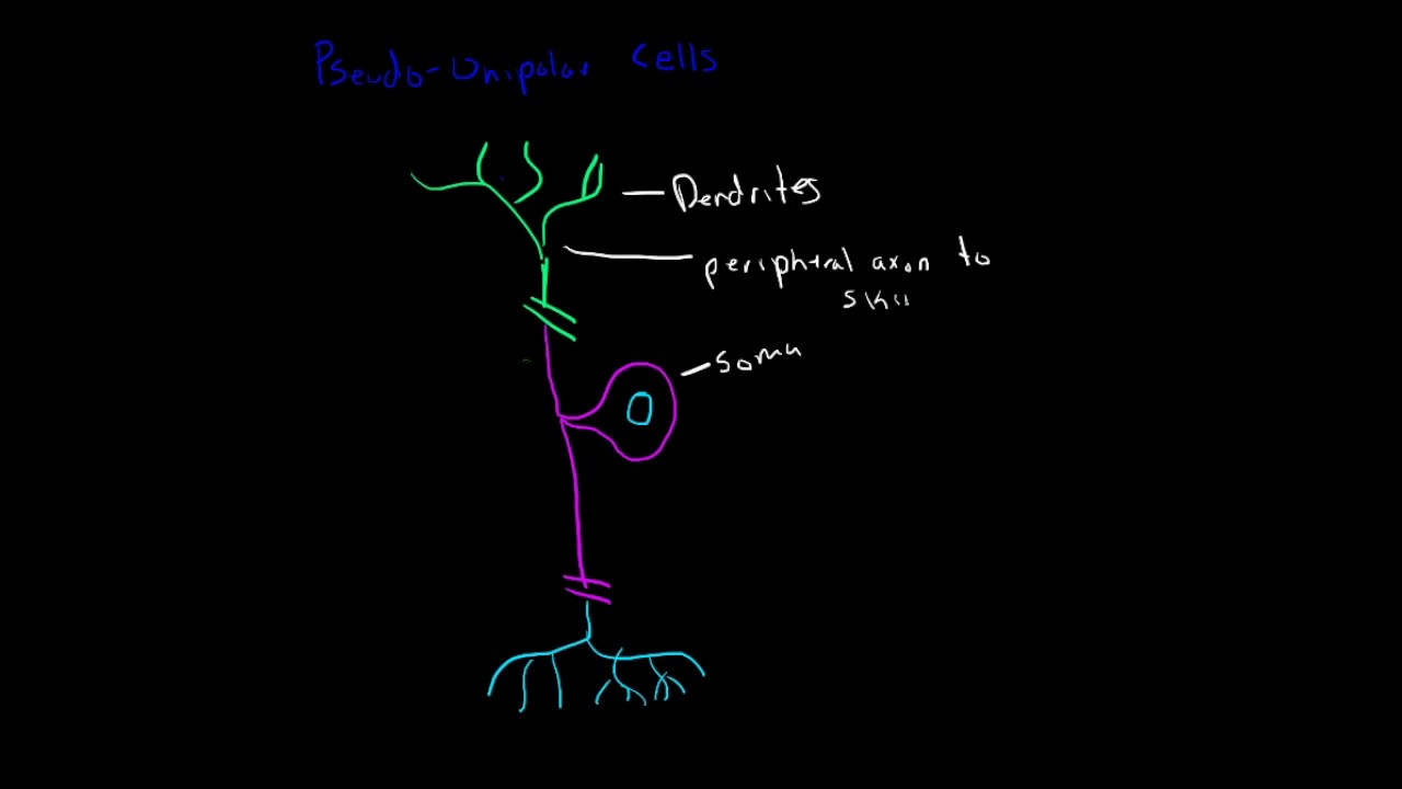 Anatomy of a Neuron: Psuedo-Unipolar Cells - YouTube