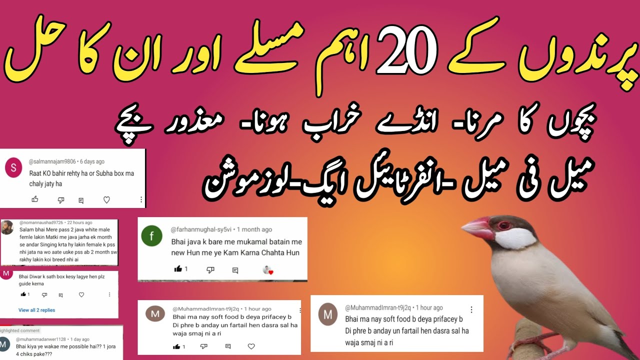 Parindon ko sardion se kese bacahain | 20 Ahem Problems Ka Hal | 20 ...
