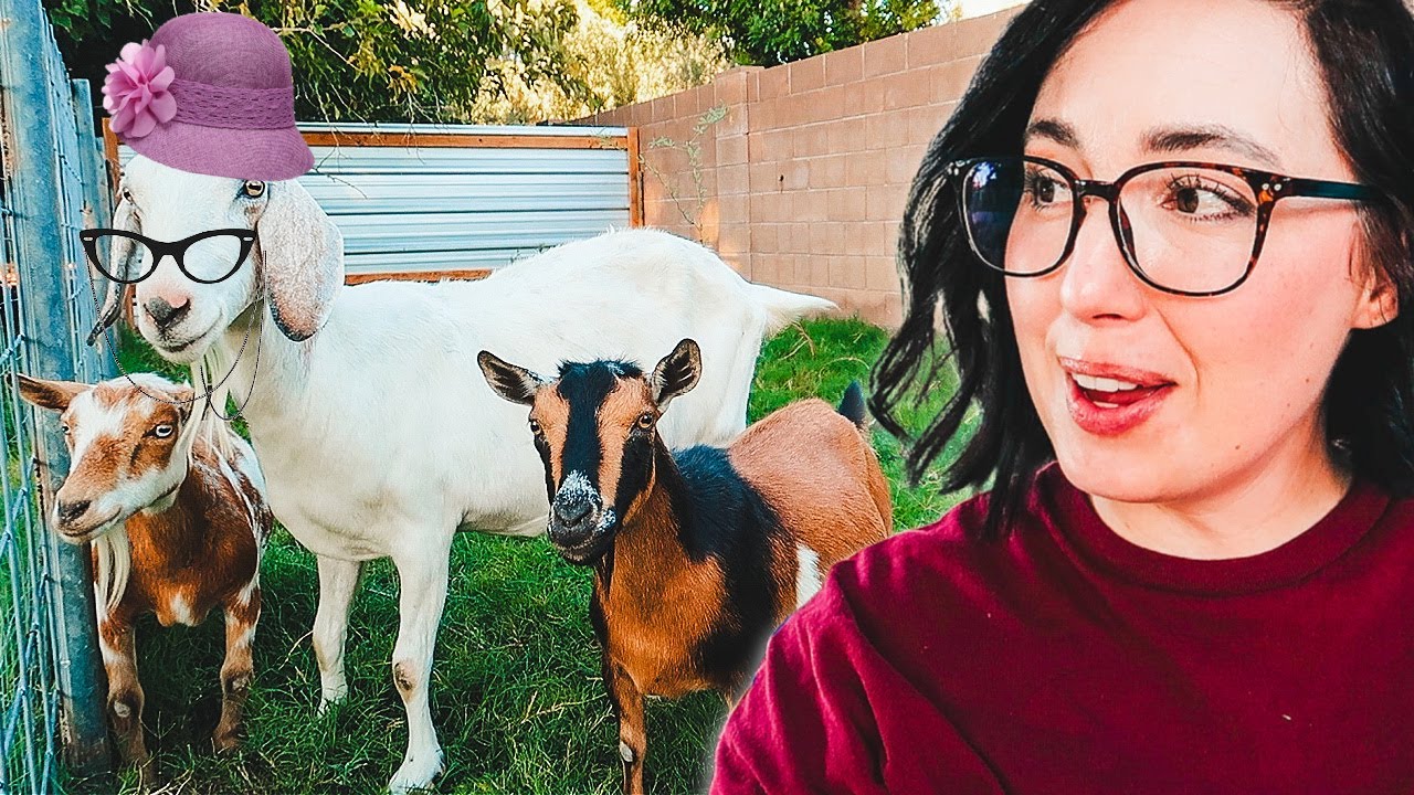 Where will we send our RETIRED GOATS? 🐐 👀 - YouTube